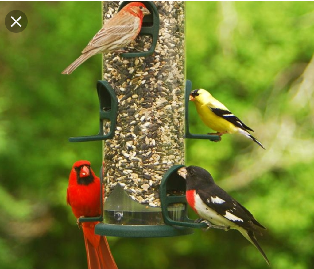 See The Birdies?? – In the Moment